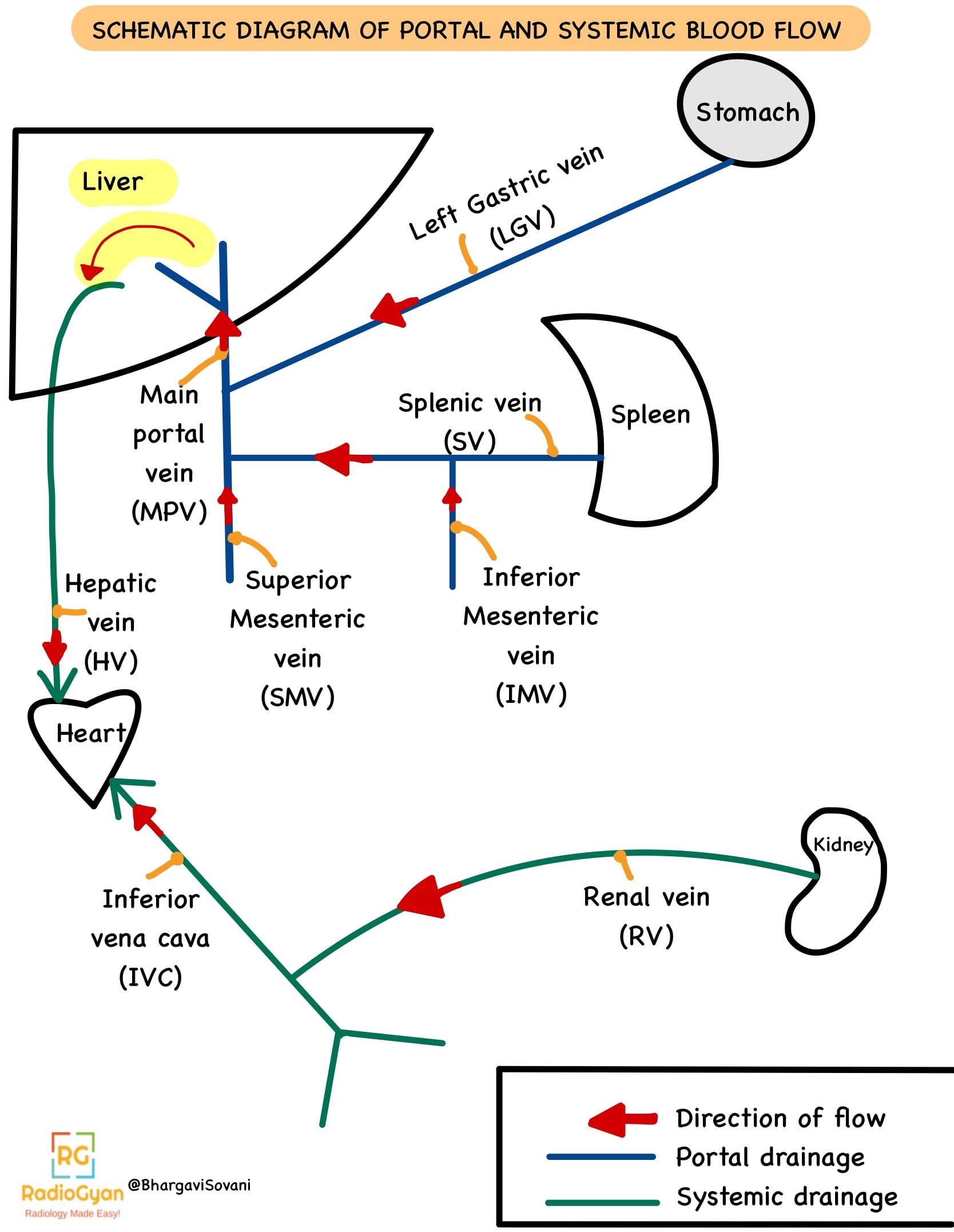 Cirrhosis and Portal Hypertension